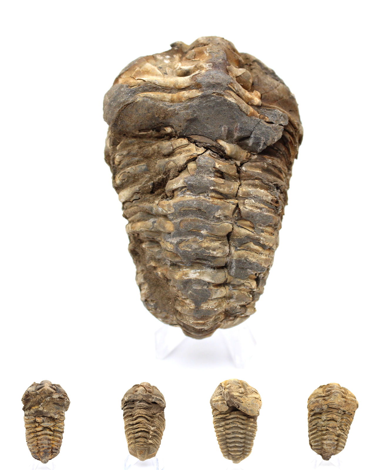 Collection de trilobites bruts | Nos plus belles pièces